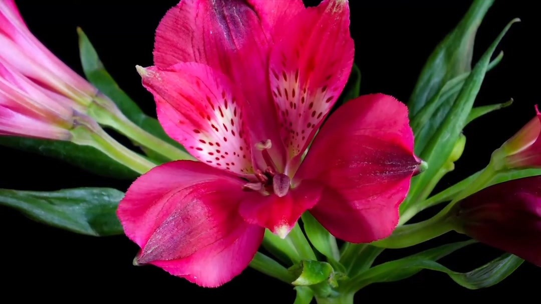 花儿们是怎么开放的?