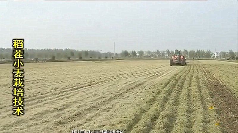 种植稻茬麦,能使水稻收割和小麦播种近乎同步,充分利用冬前光照