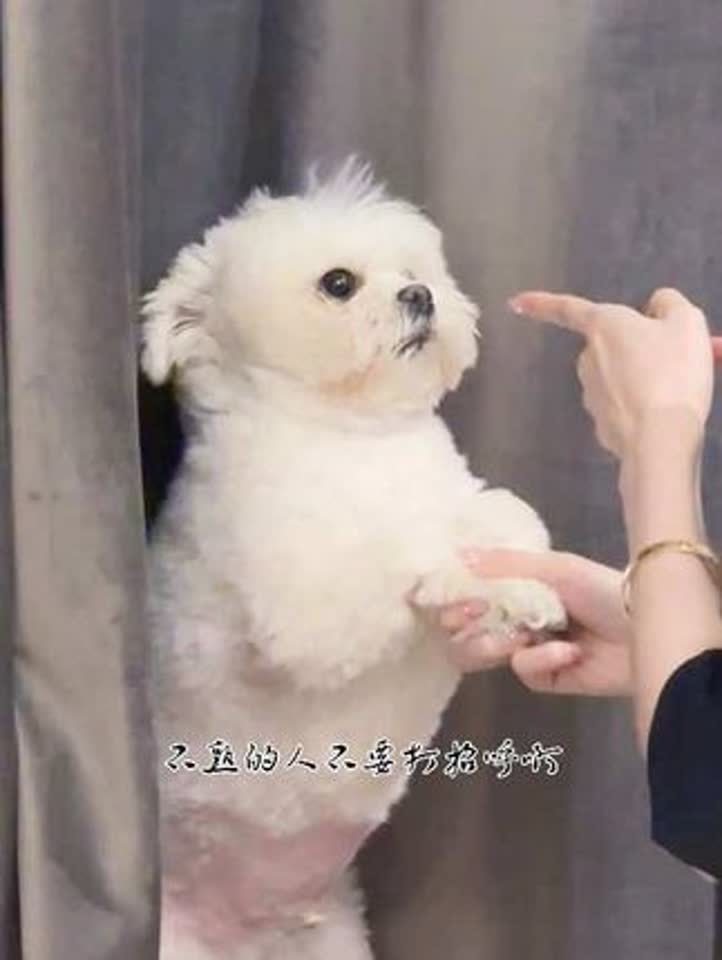 #文明养狗 #文明养狗牵引绳 全网的狗都在接受安全教育 今日份教育已...