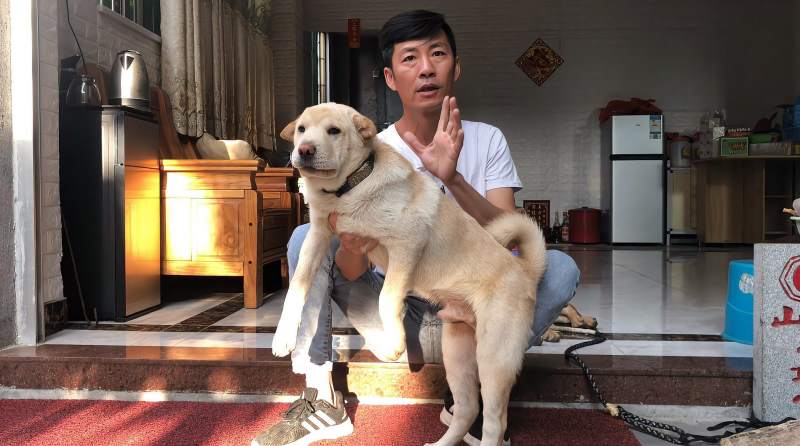 小狗刚到新家该如何教定点上厕所,这个问题在这里和大家说说