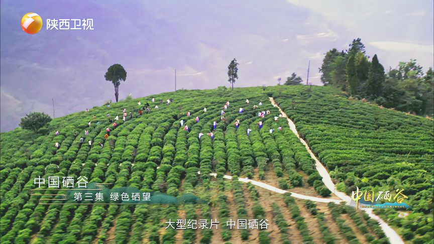 《中国硒谷》第三集 | “健康茶”“生态茶” 就选安康富硒茶
