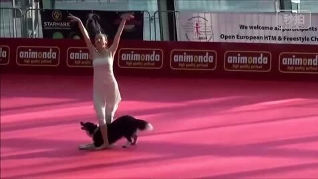 边牧狗狗成精了,跳舞惊艳全场!