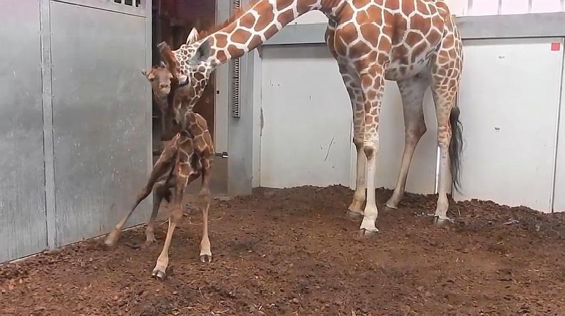 长颈鹿生宝宝的过程,看着令人心疼,坚强又勇敢