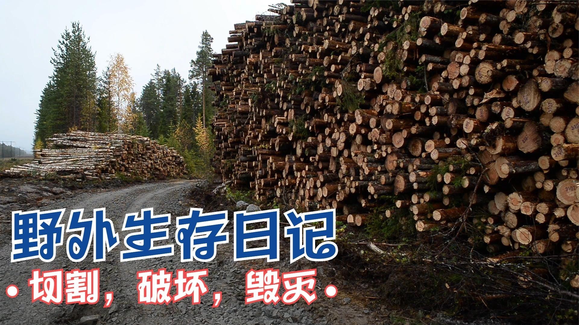 环境遭到毁灭,森林动物一去不回,得到了什么?失去了什么?