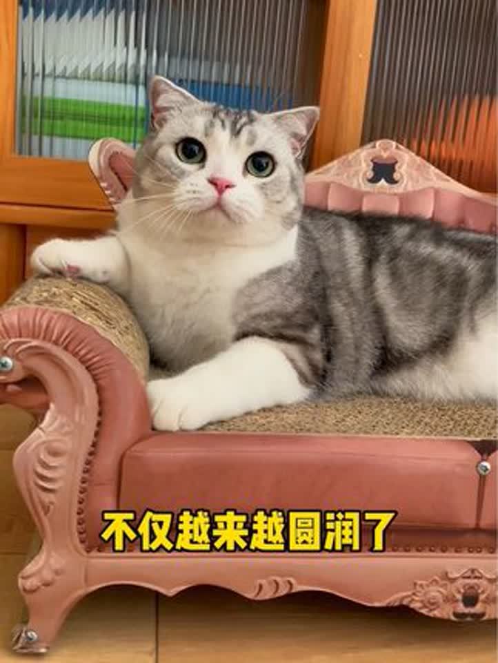 富含11种维生素的复合维生素片,日常补充猫咪的维生素,让你省下很多...