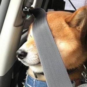 大喜和老吴的vlog 