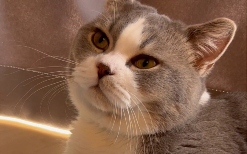 小猫咪的信任度测试