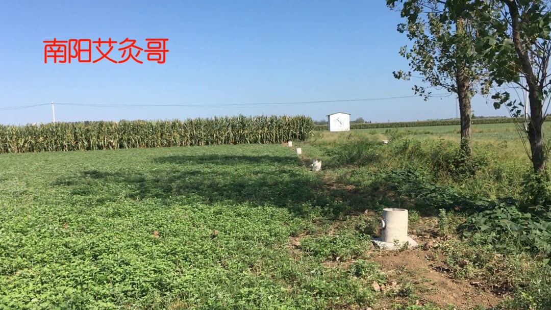 做艾灸的你,懂得区分艾草和蒿子么?
