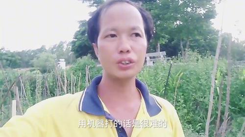 15年的烂田没种过水稻谷,先进机器不敢下,还是水牛给力