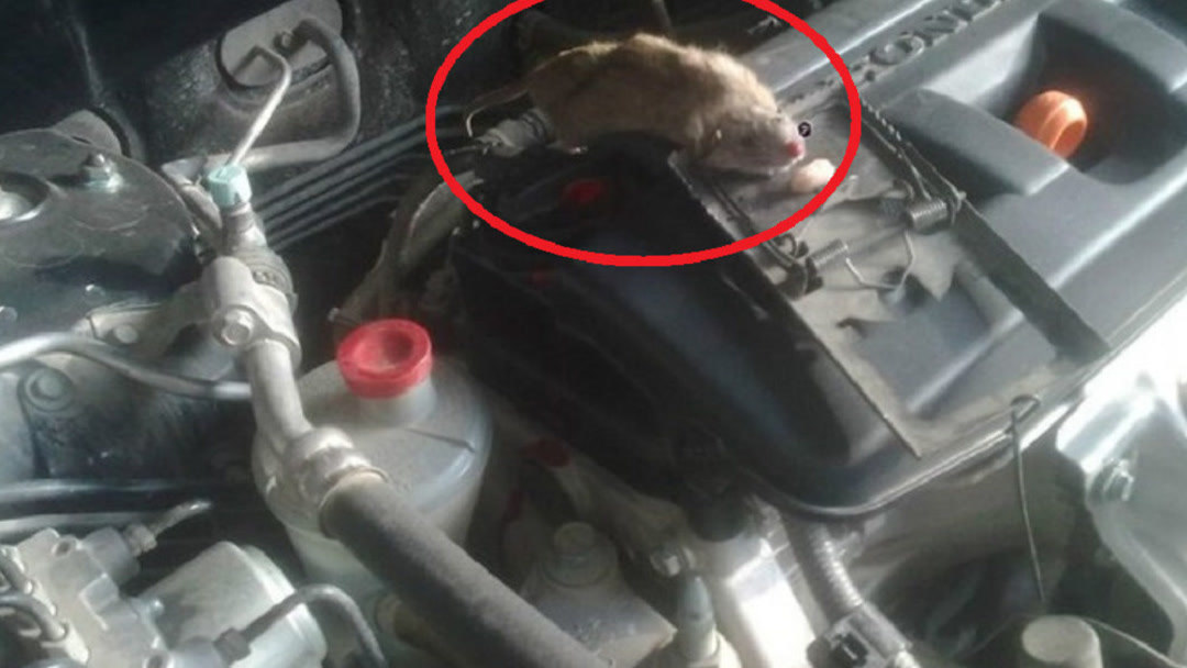 发动机舱进老鼠怎么办?老司机的方法很管用,不再担心线路被咬断