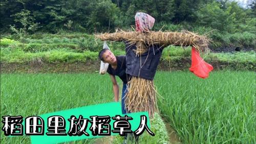 小伙为了田里300多条稻花鱼,自发编织这样的稻草人,不知管用吗