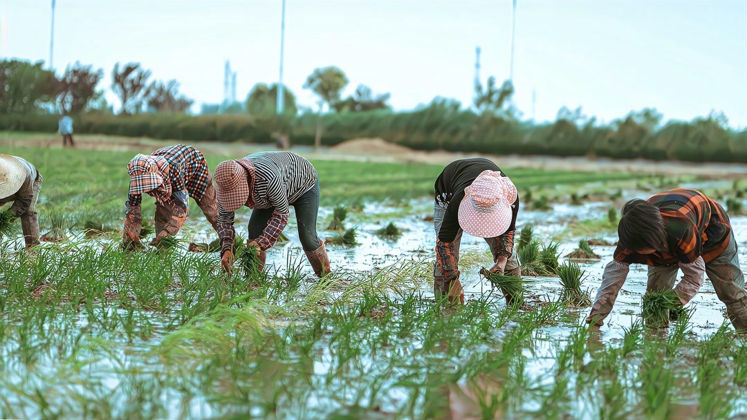 现实版水稻的一生,看完这视频,李子柒的农村生活你还会羡慕吗?