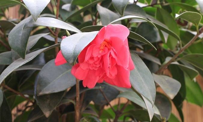 养茶花,记住这3点管理要素,叶片油绿,开花大又靓