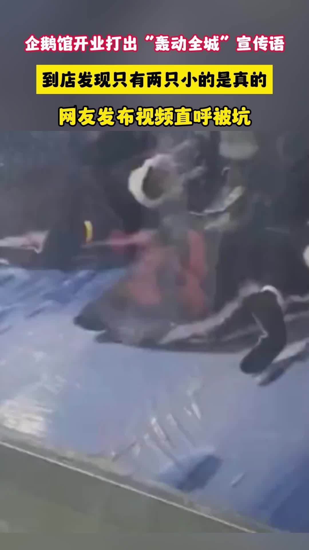 企鹅馆开业打出"轰动全城"宣传语,到店发现只有两只小的是真的
