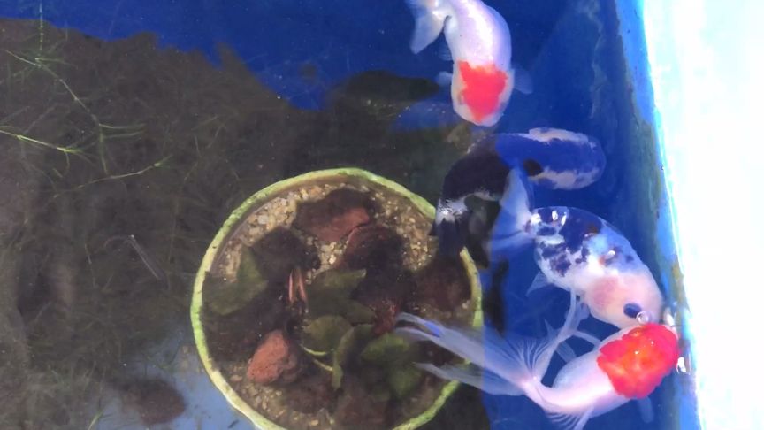 一个简单的生态鱼缸,系统却很复杂,养鱼者要经常维护,不能偷懒