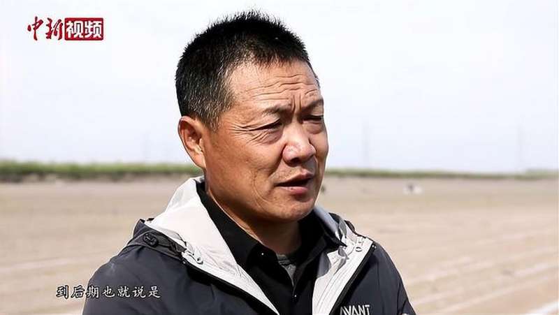 实拍新疆万亩番茄苗全程机械化移栽