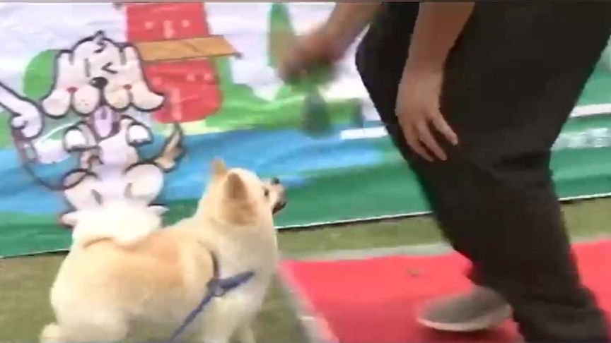 母女二人被4条恶犬围攻!案件处罚结果出炉,伤人狗已被安乐死