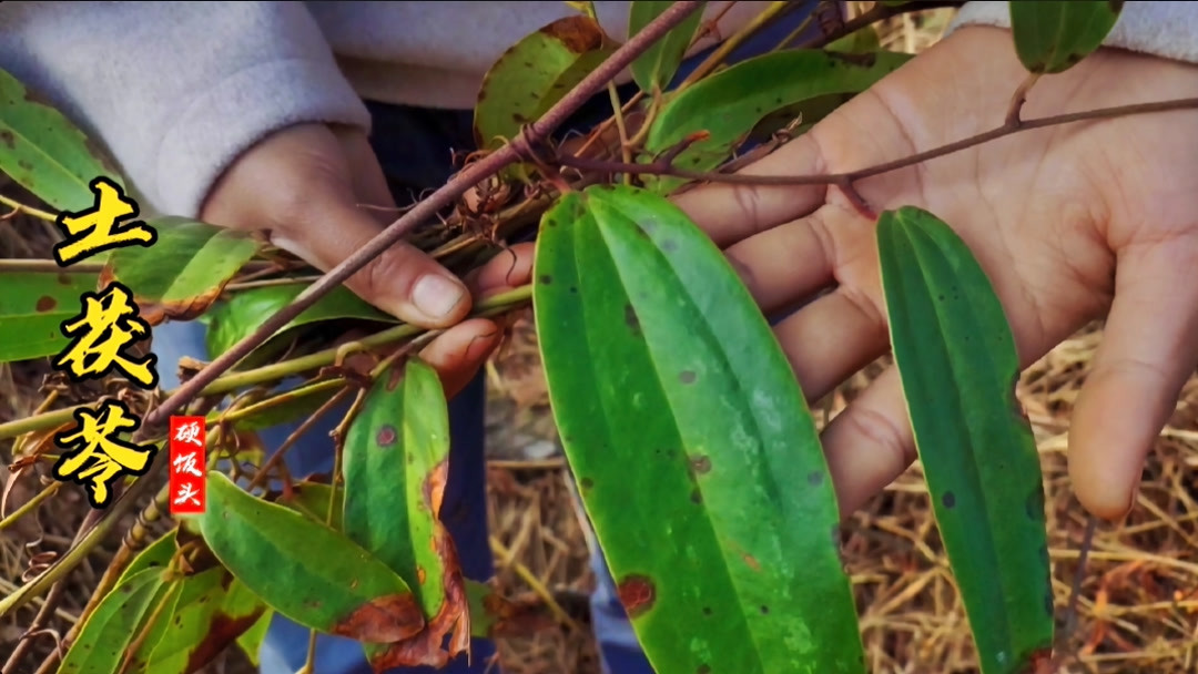   土茯苓,被称为“去湿气植物”,冬天汤料不足,用它正当时节!