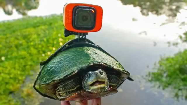 我把GoPro绑在乌龟身上,终于看清了水下世界