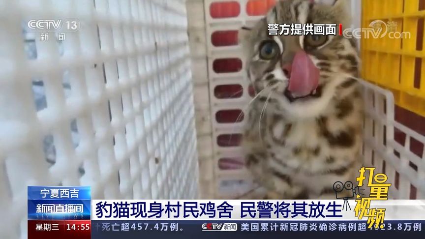 宁夏西吉:国家二级野生保护动物豹猫现身村民鸡舍,民警将其放生