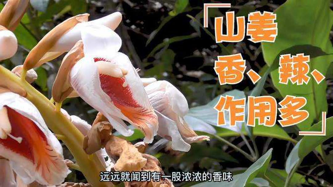 森林里的山姜,农村人常用到的植物,到底有什么价值。