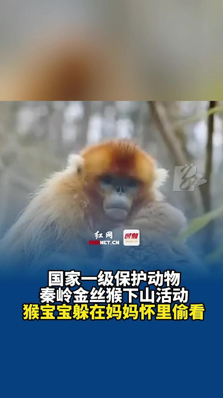 4月10日(发布),超萌!国家一级保护动物秦岭金丝猴下山活动,猴宝宝躲在...