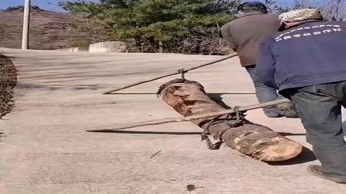 两大爷用两根木棍,将一根粗壮的树干抬走,网友:两头加个轮不更省劲