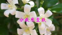 人教版六年级数学上册 3.2分数除以整数