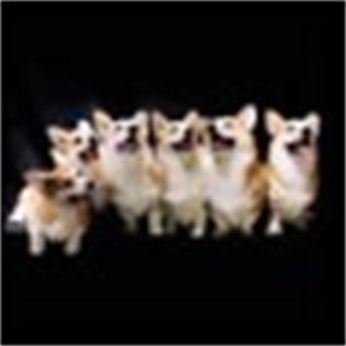 柯基王卡卡一家