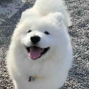 盐呀盐 