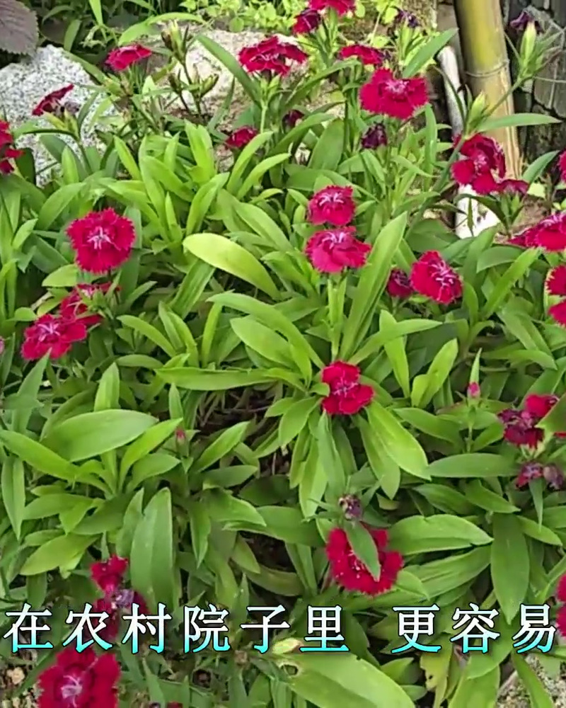 农村养个这样的小花坛,好看又好养,还能起到净化空气的用途