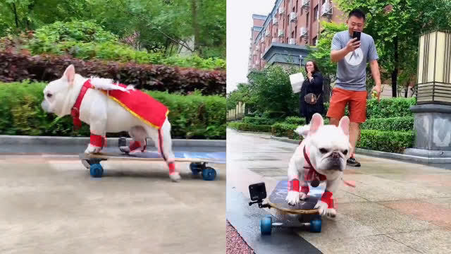狗狗踩着滑板下楼梯过障碍,各种高难度动作让人目瞪口呆