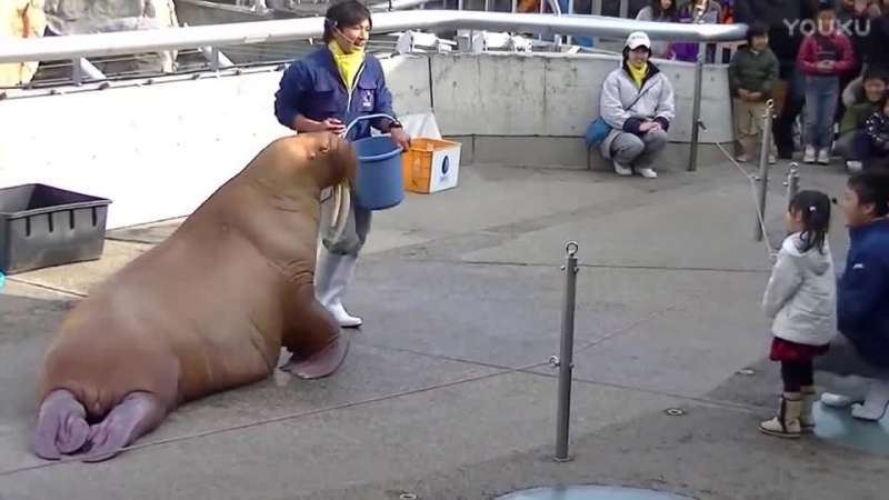 国外旅游观光 超搞笑的海象表演