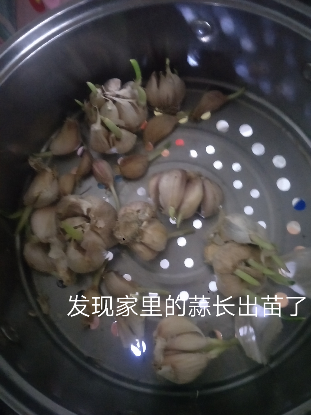 记录蒜苗成长日记第一天