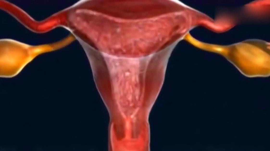 试管婴儿有多疼?3D动画模拟全过程,看完好心疼,母亲真的伟大