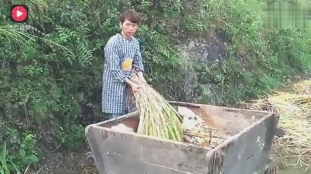 贵州农村小伙在家收稻谷全过程,你就知道贵州农民有多辛苦