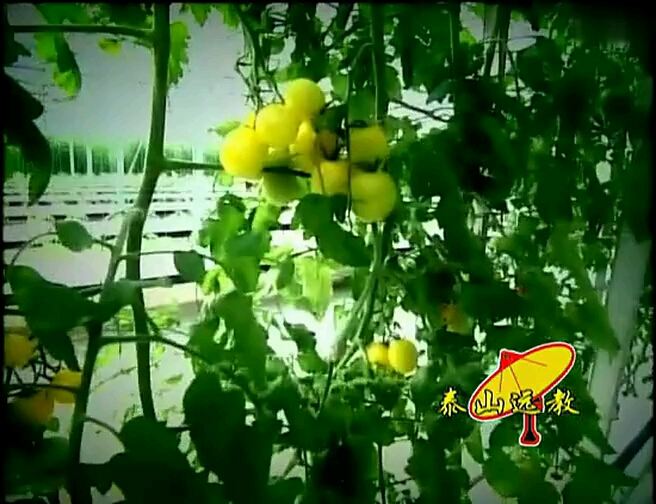 原标题:一株西红柿,结出1万个,无土栽培技术真牛!