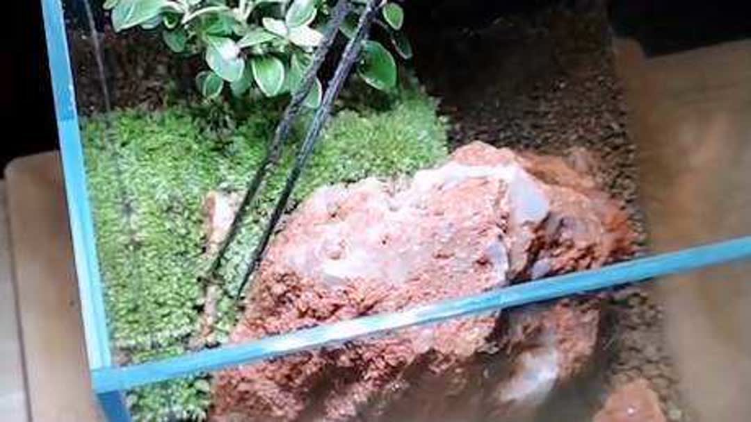 深夜睡不着,起床做个雨林缸吧,国内坚持做缸的不多了