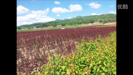 承德四合苗木经销有限公司宣传视频