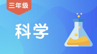 科学-凤仙花的种植