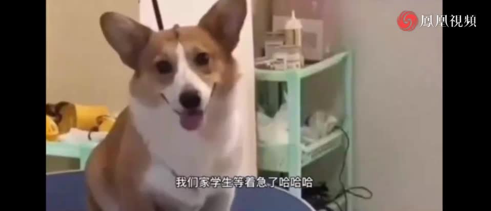 狗狗第一次去宠物店洗澡