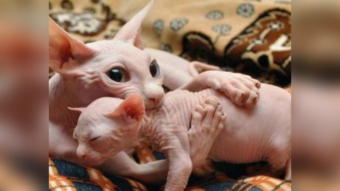 世界上最丑的猫,浑身没有一根毛,单只售价却超过两万!