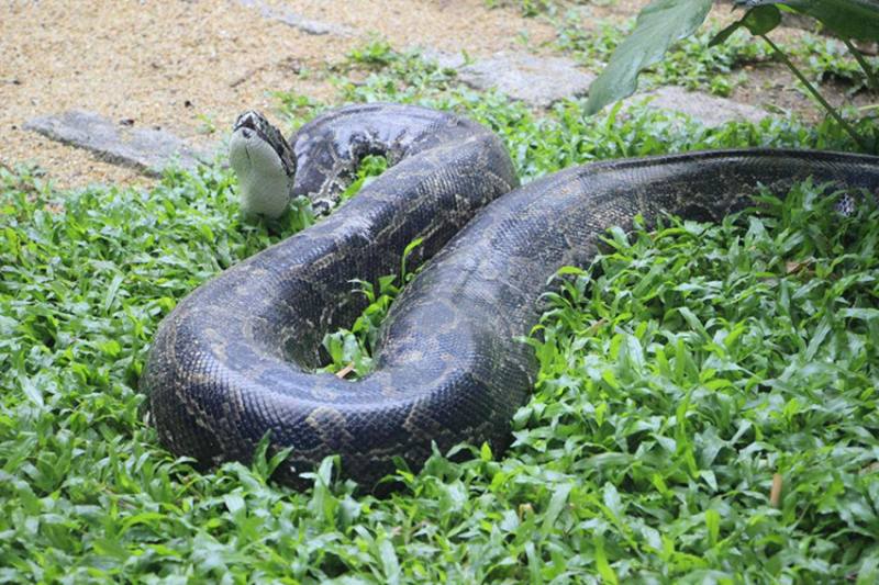 动物世界:实拍巨蟒攻击人类