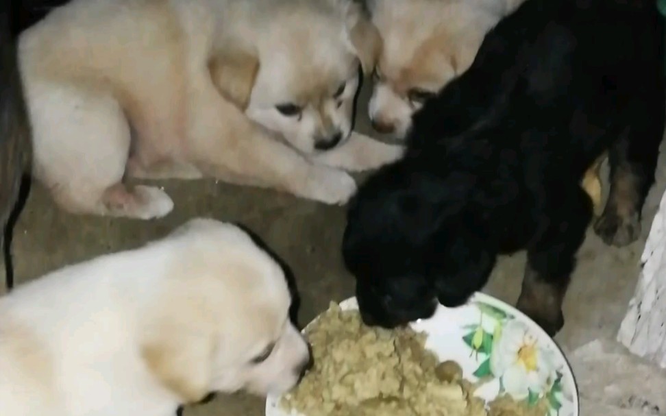 被毒杀劫后余生的狗妈妈和奶狗
