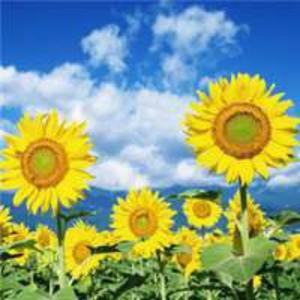 sunshine分享 