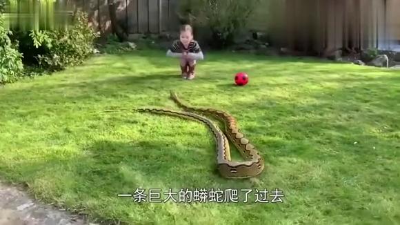 小女孩在草坪上玩,突然出现一条蟒蛇,女孩不但不害怕还抱起来玩