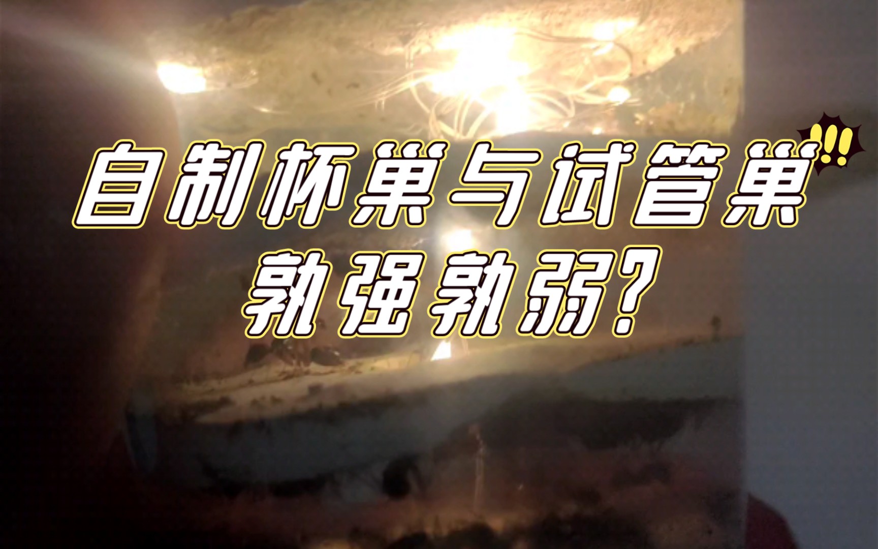 【杯巢好还是试管巢好?】【蚂蚁巢对比】