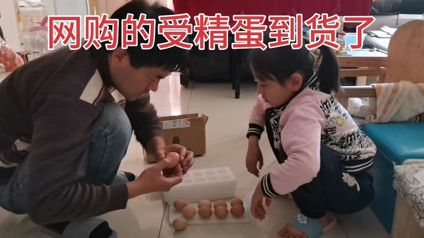 网购的受精蛋终于到货了,先大头朝上静置12小时,准备开始孵蛋了