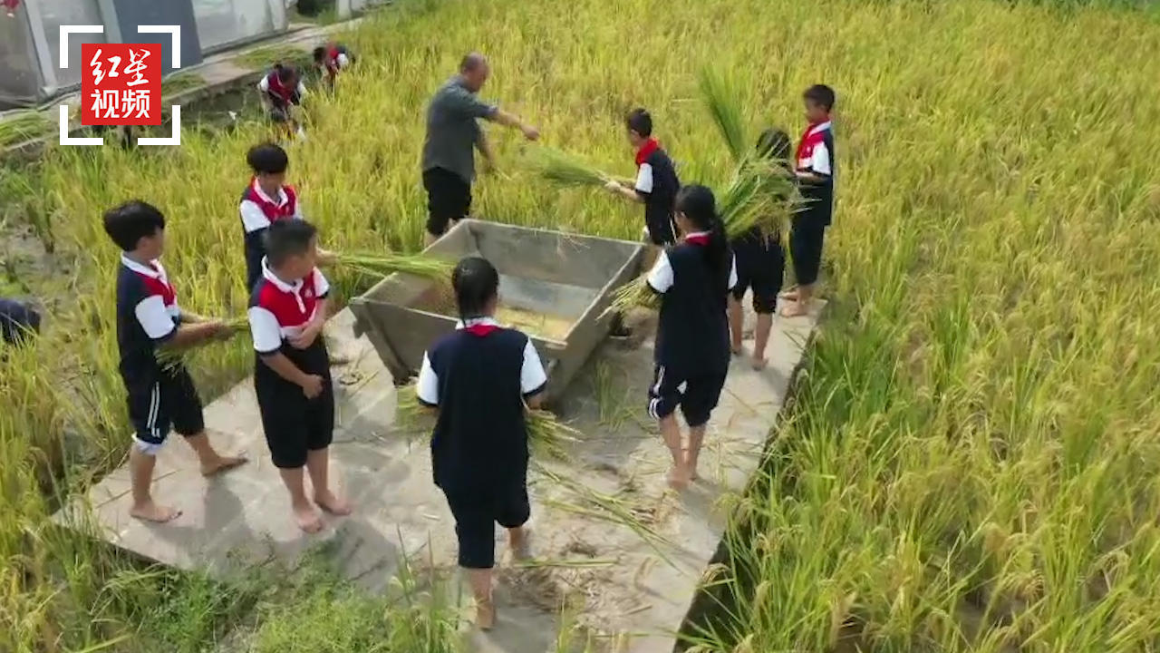 割稻谷、摔拌桶!四川彭山这所小学开学第一课让学生打谷子