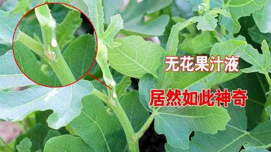 它价格堪比黄金,农村"无花果"还有这个作用,或许对您有帮助